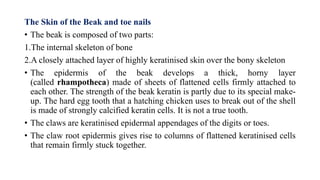 External Body conformation parts of chicken.pptx