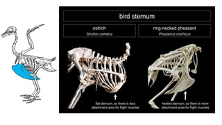 External Body conformation parts of chicken.pptx