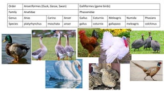 External Body conformation parts of chicken.pptx