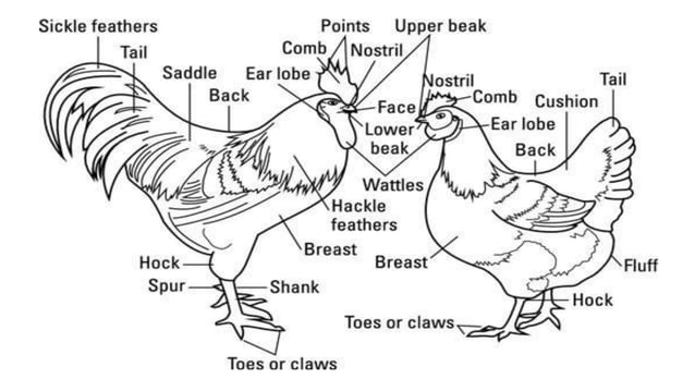 External Body conformation parts of chicken.pptx | Birds | Pets