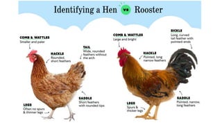 External Body conformation parts of chicken.pptx
