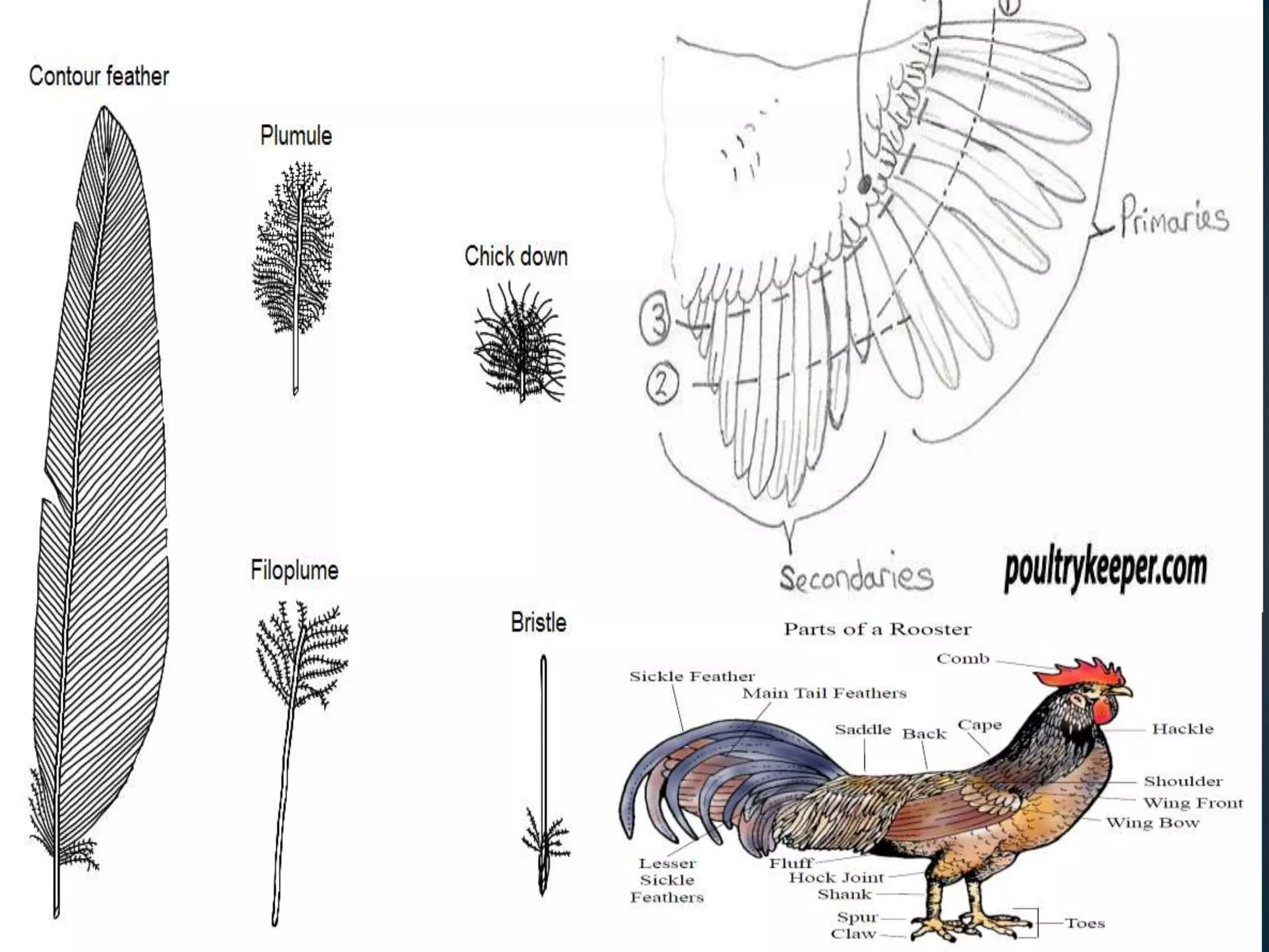 Body parts of fowl | PPTX