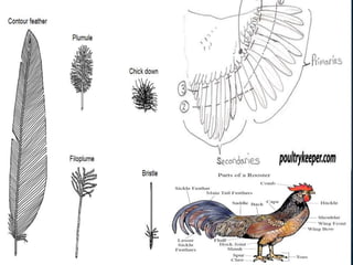 Body parts of fowl | PPTX