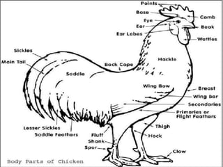 Body parts of fowl | PPTX
