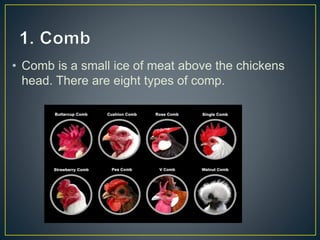 Body parts of fowl | PPTX