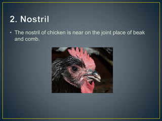 Body parts of fowl | PPTX