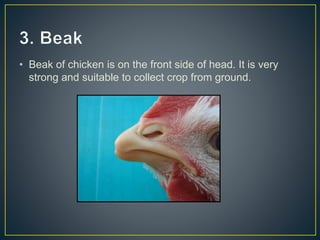 Body parts of fowl | PPTX