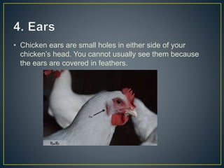 Body parts of fowl | PPTX