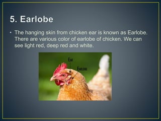 Body parts of fowl | PPTX