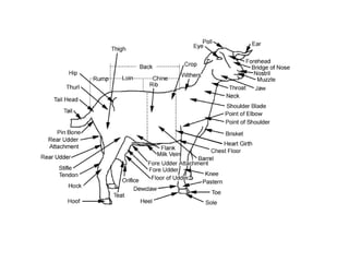 Body parts of goat By Allah Dad Khan | PPTX