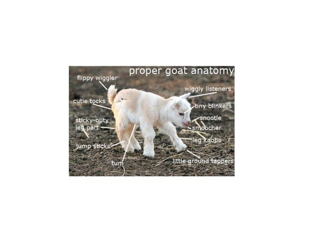 Body parts of goat By Allah Dad Khan | PPT