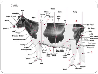 this presentation is about body parts of livestock.pptx