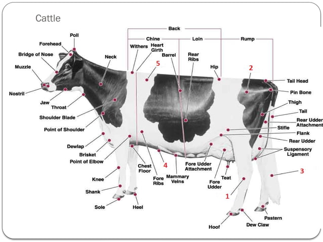 this presentation is about body parts of livestock.pptx