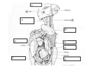 Body parts of quail | PPTX