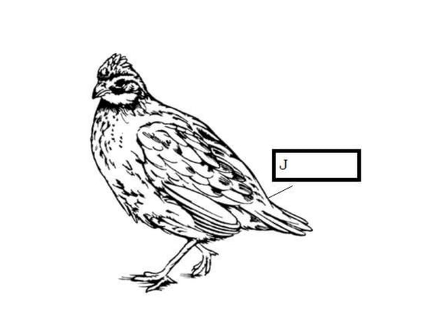 Body parts of quail | PPTX