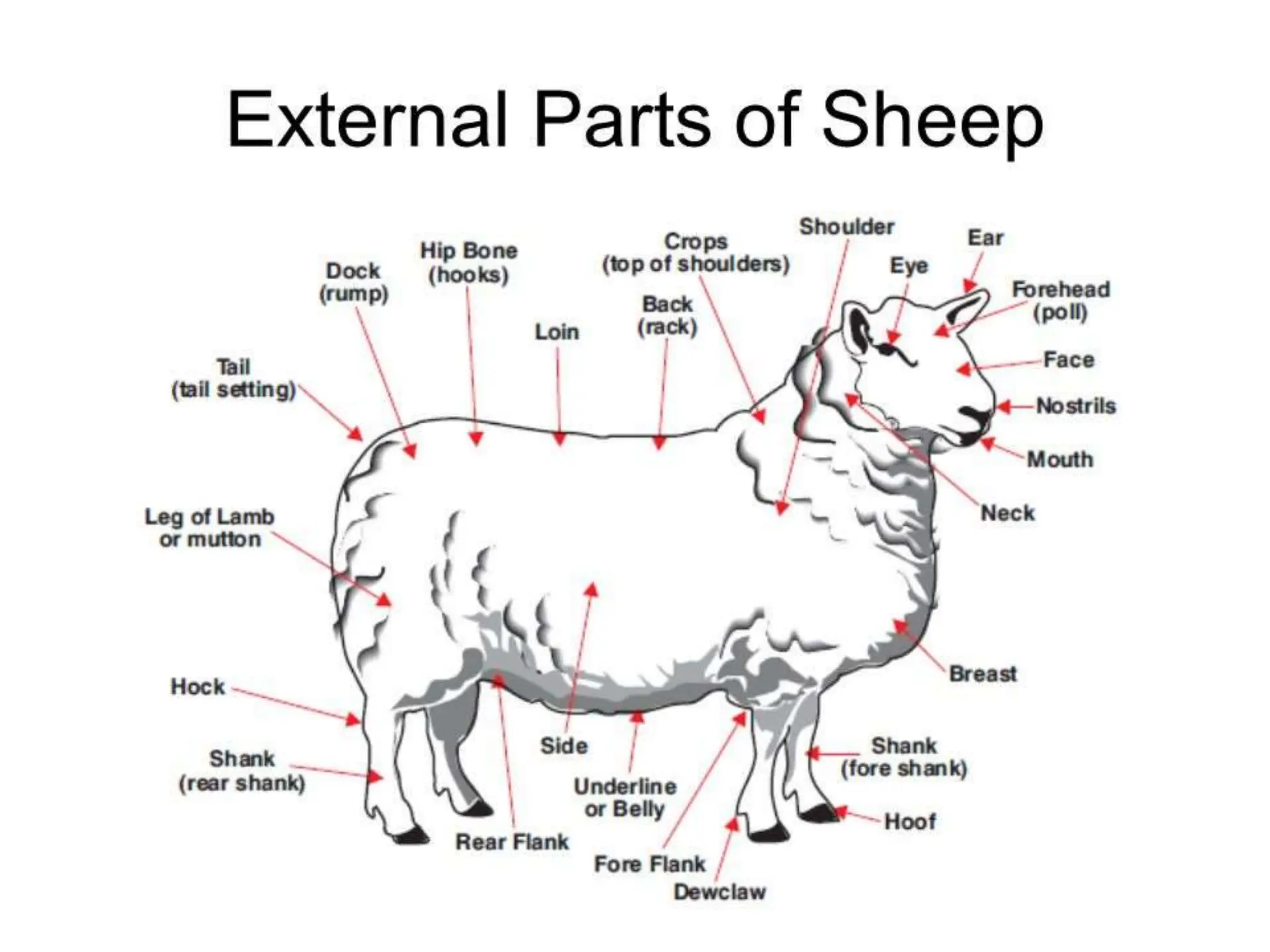 body parts of sheep and goat.pptx body parts of sheep and goat | PPTX