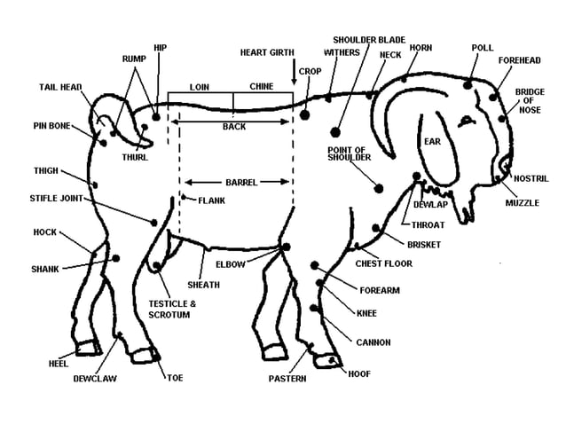 body parts of sheep and goat.pptx body parts of sheep and goat | PPTX