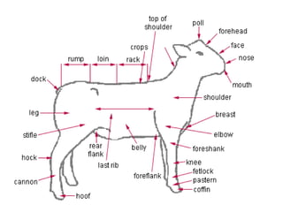 body parts of sheep and goat.pptx body parts of sheep and goat | PPTX