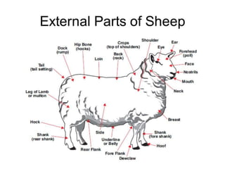 body parts of sheep and goat.pptx body parts of sheep and goat | PPTX