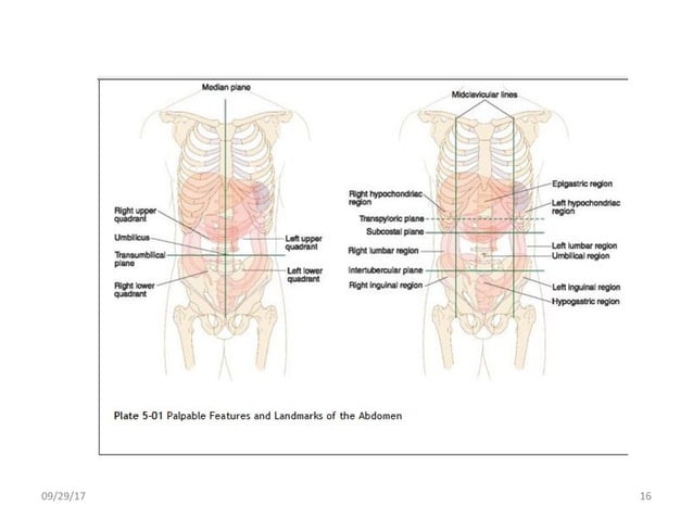 Body planes and body cavities (anatomy) | PPT | Death, Injury, or ...