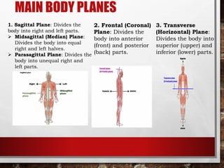 Body important Planes and Cavities and others.pdf