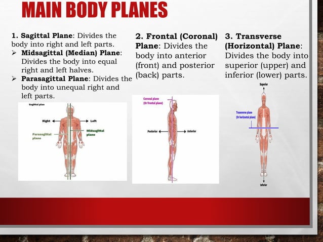 Body important Planes and Cavities and others.pdf