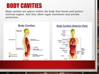 Body important Planes and Cavities and others.pdf