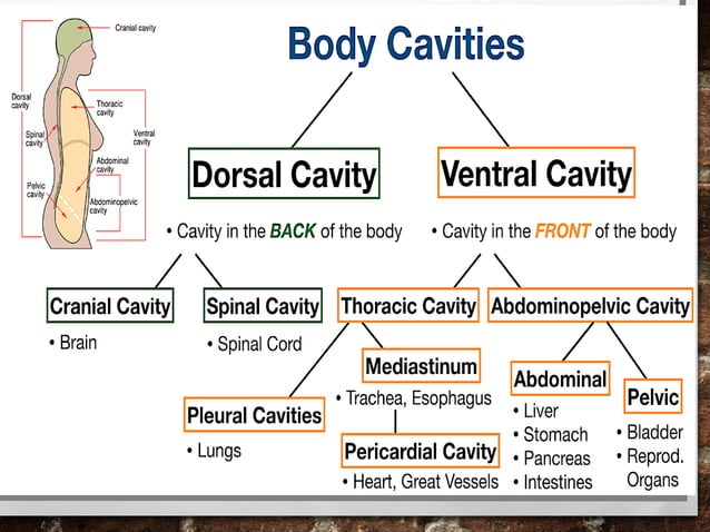 Body important Planes and Cavities and others.pdf