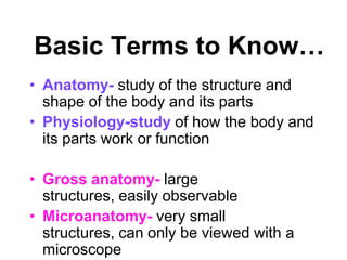 Body planesdirectionscavities | PPTX
