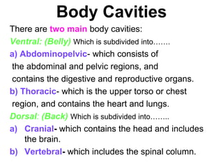 Body planesdirectionscavities | PPT