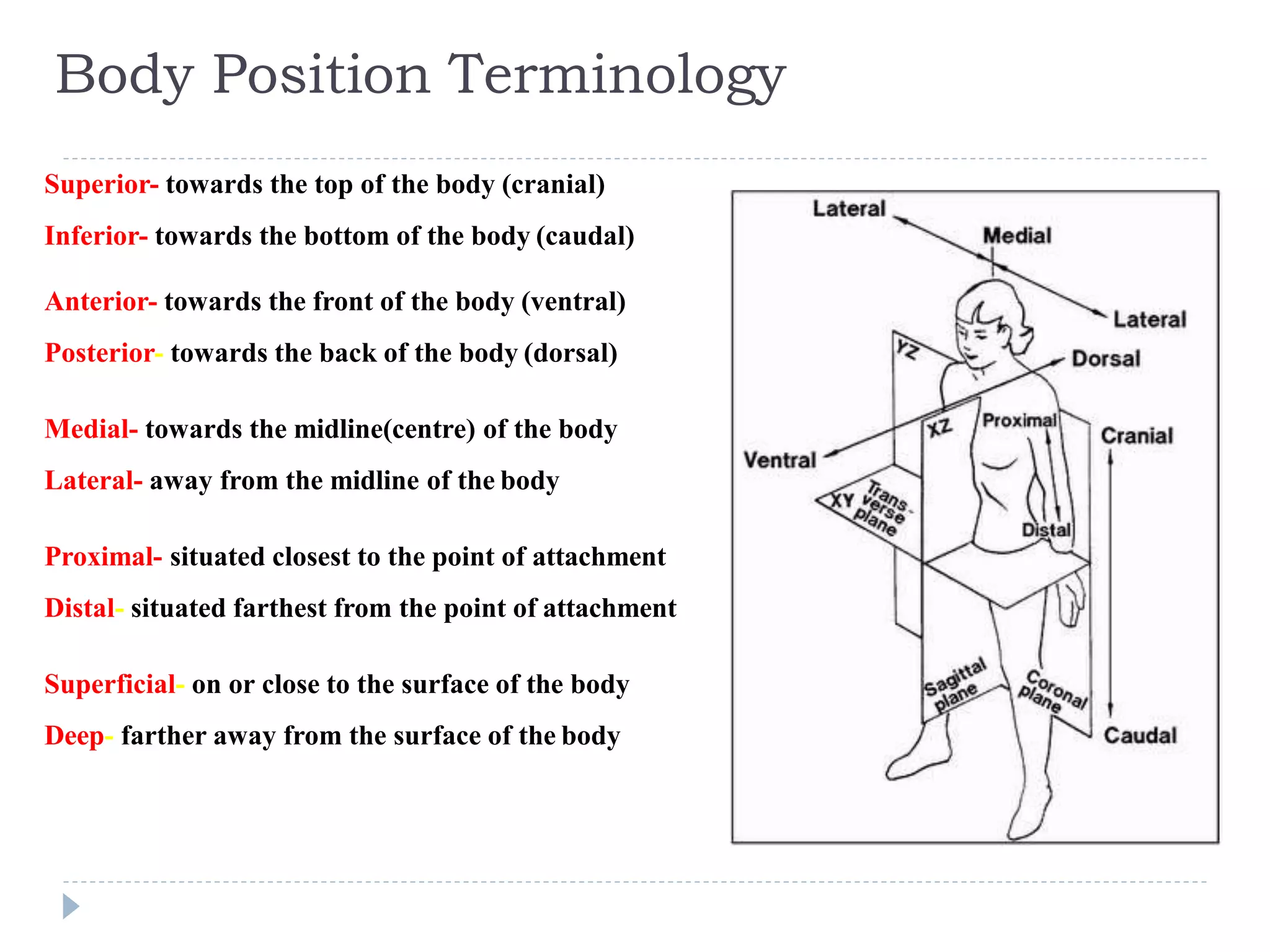Body Planes movement, Positions and Direction.pptx