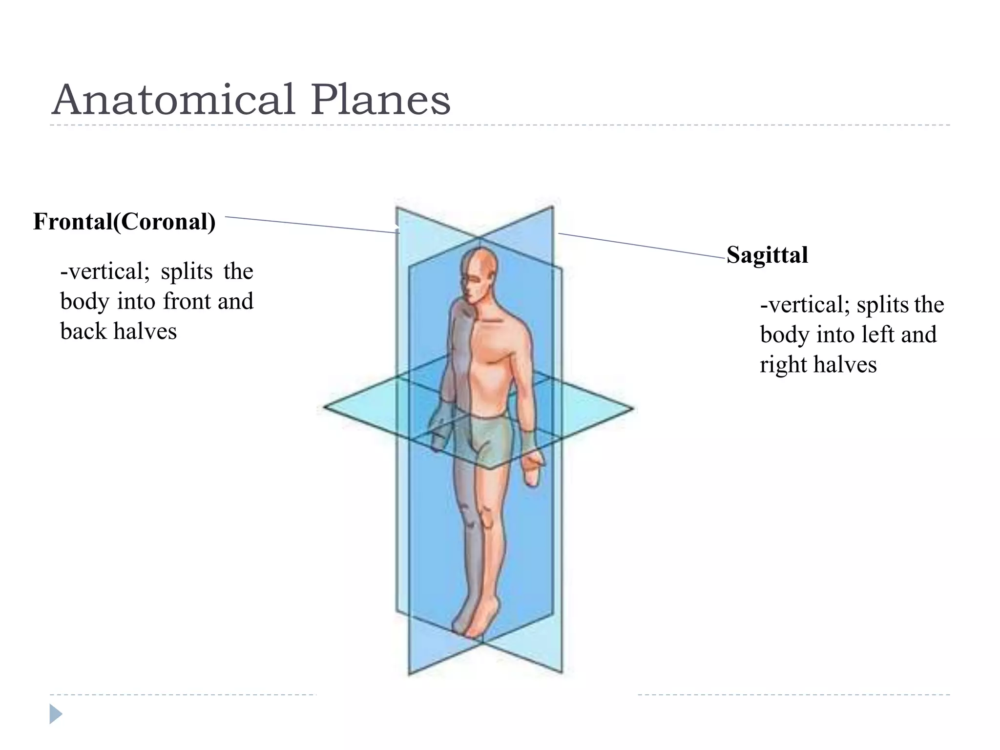 Body Planes movement, Positions and Direction.pptx