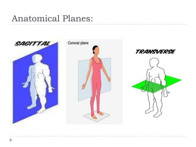 Body Planes movement, Positions and Direction.pptx