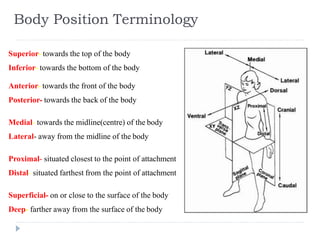 Body Planes movement, Positions and Direction.pptx