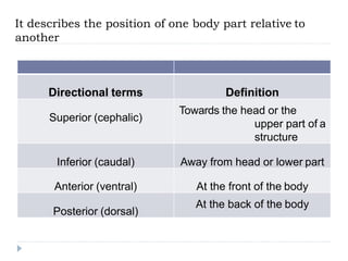 Body Planes movement, Positions and Direction.pptx