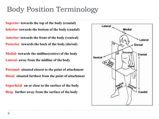 Body Planes movement, Positions and Direction.pptx