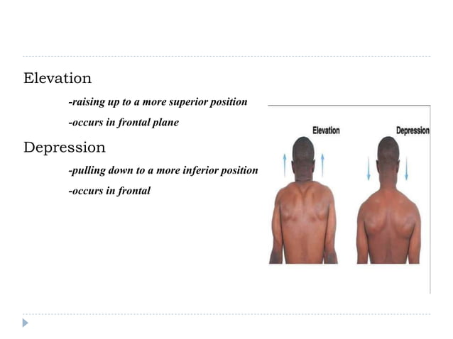 Body Planes movement, Positions and Direction.pptx
