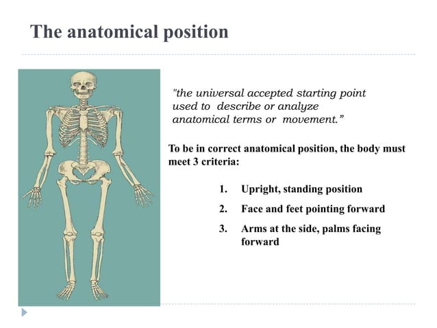 Body Planes movement, Positions and Direction.pptx