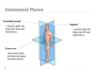 Body Planes movement, Positions and Direction.pptx