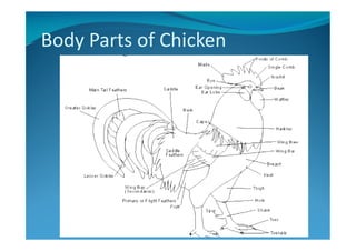Body points of birds poultry | PDF