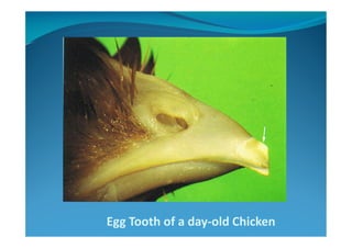 Body points of birds poultry | PDF