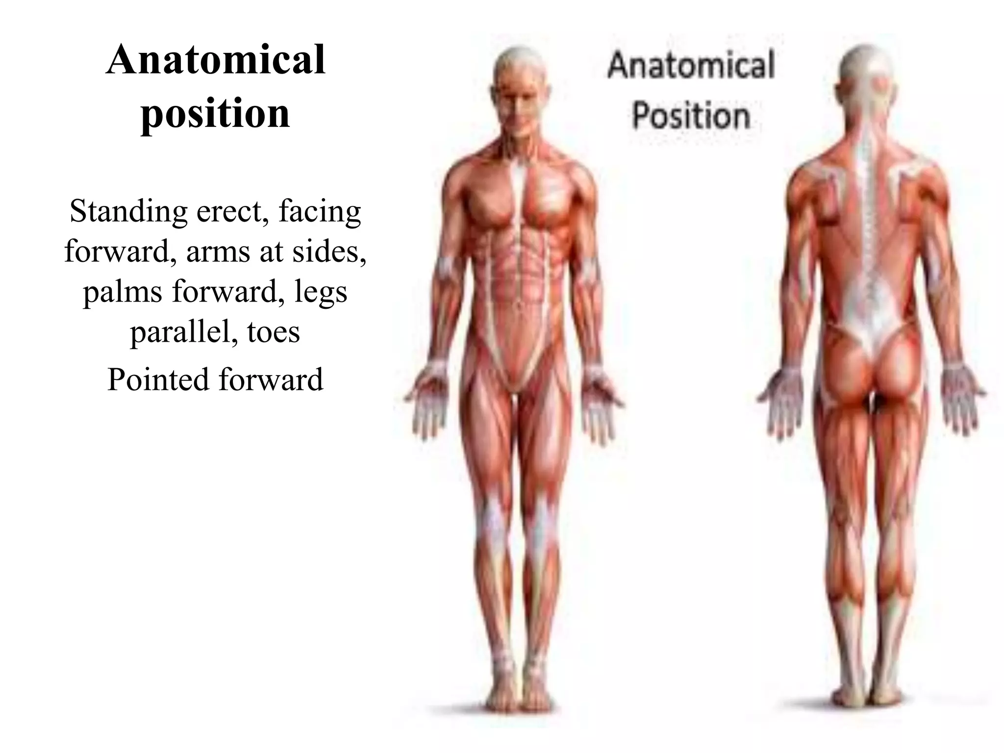 Medical Terminology - Body position | PPTX
