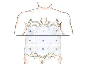 Abdominopelvic Regions Unlabeled