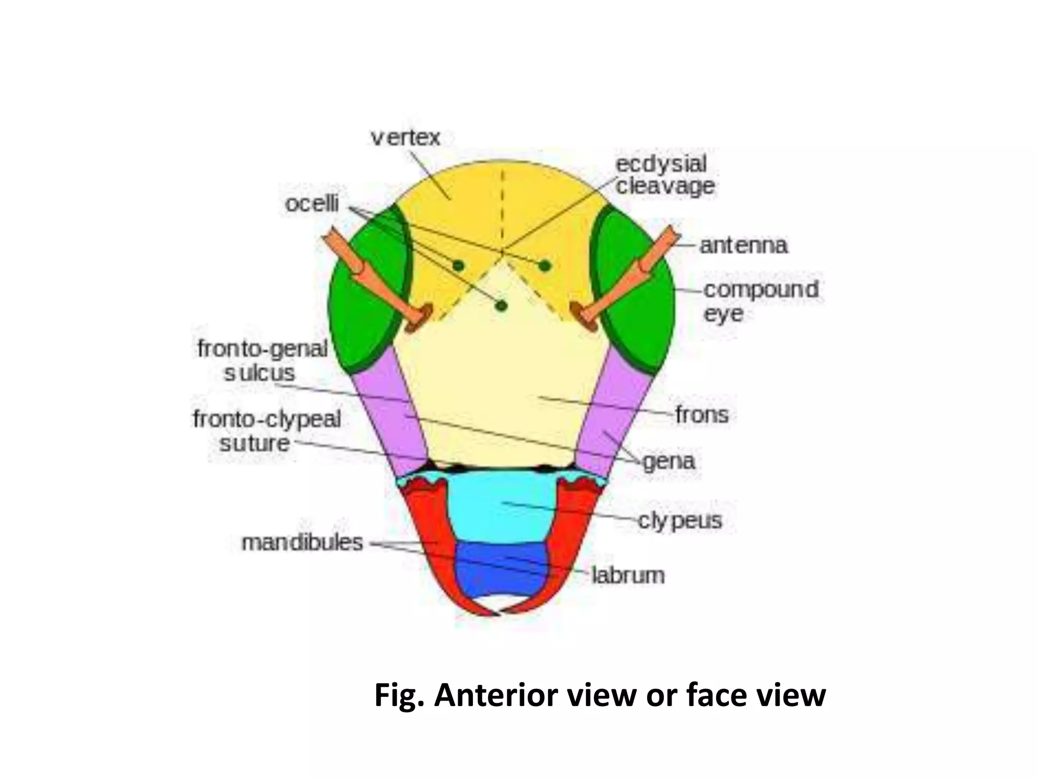 Body Segmentation of Insect and Head .pptx