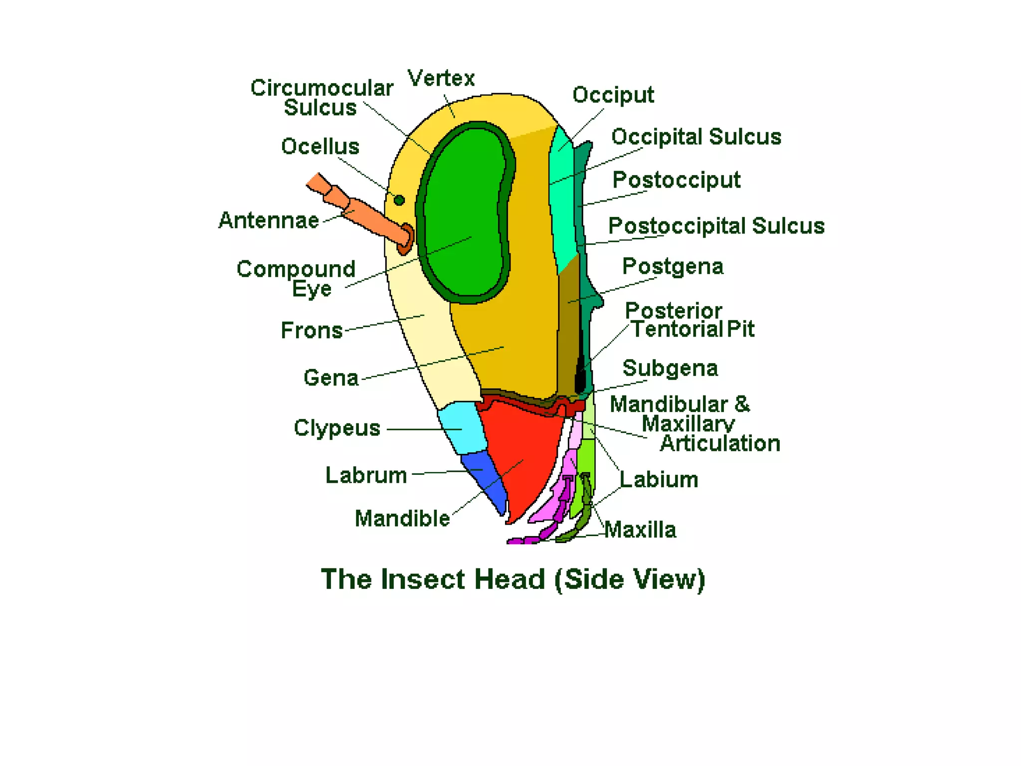 Body Segmentation of Insect and Head .pptx