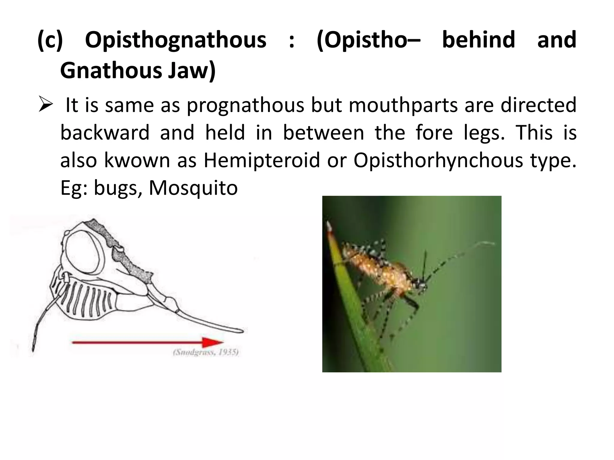 Body Segmentation of Insect and Head .pptx