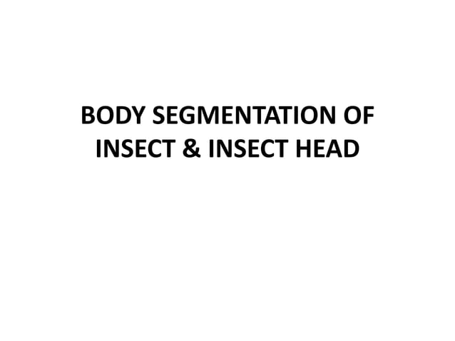 Body Segmentation of Insect and Head .pptx | Beekeeping | Hobbies ...