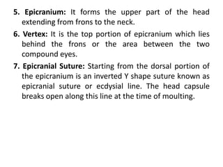 Body Segmentation of Insect and Head .pptx