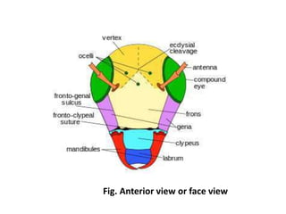 Body Segmentation of Insect and Head .pptx
