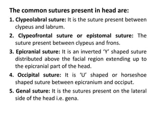 Body Segmentation of Insect and Head .pptx